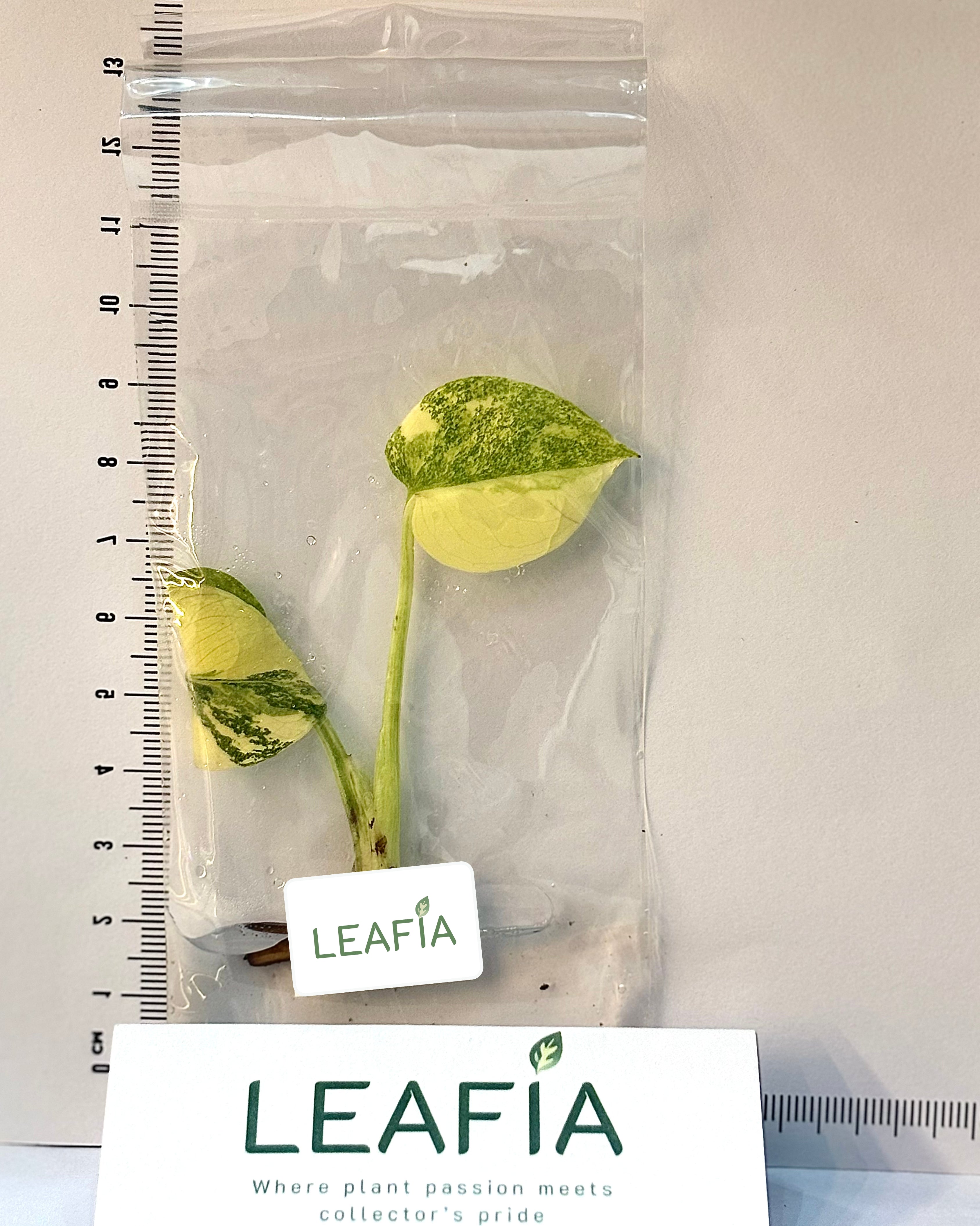 Monstera Thai Constellation - Mother plant from Monstera Legacy - Tiss