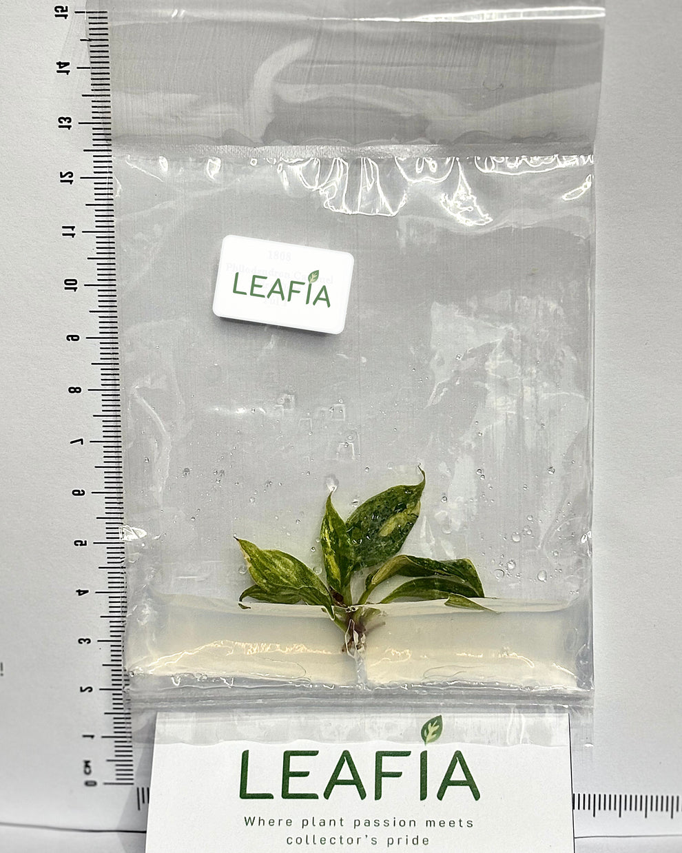 Philodendron Caramel Fire Tiger Tissue Culture - Grower's Choice
